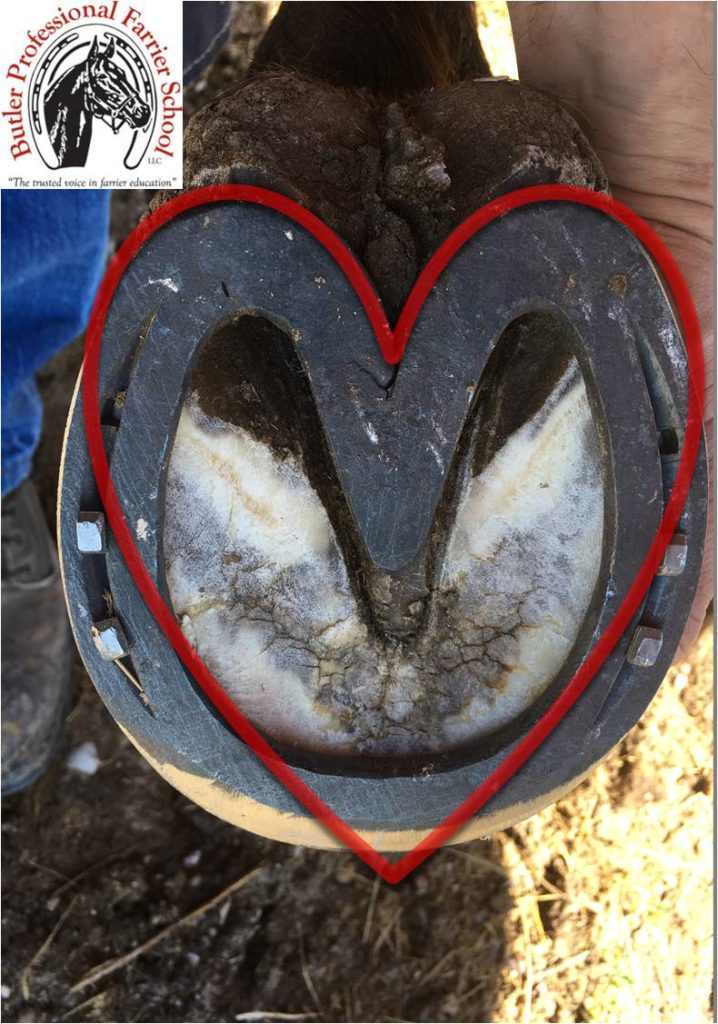 Heart Bar Shoes | Butler Professional Farrier Schools