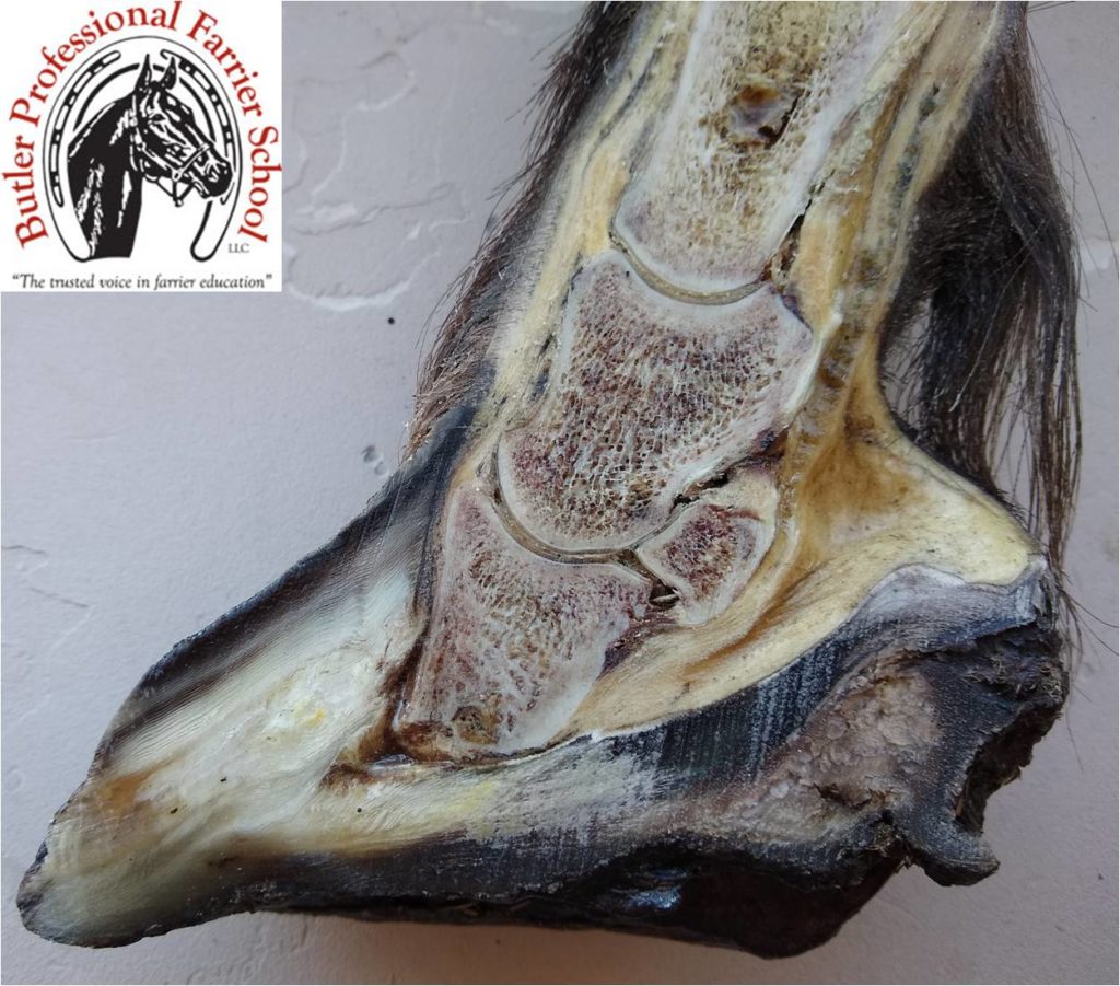 Osteomyelitis | Butler Professional Farrier Schools