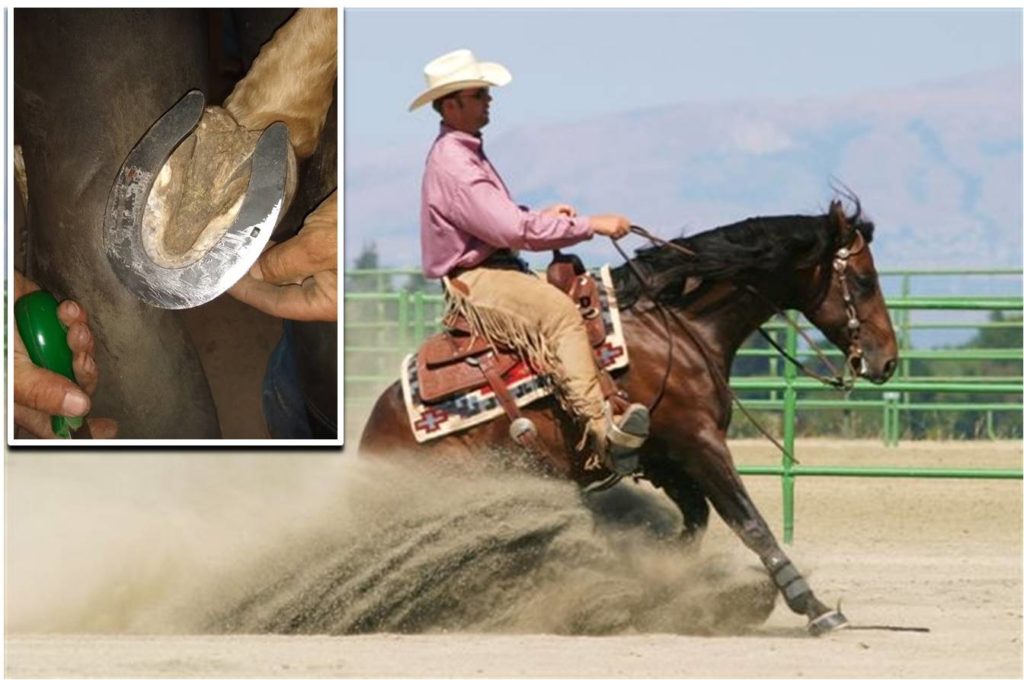 Reining Horses | Butler Professional Farrier Schools